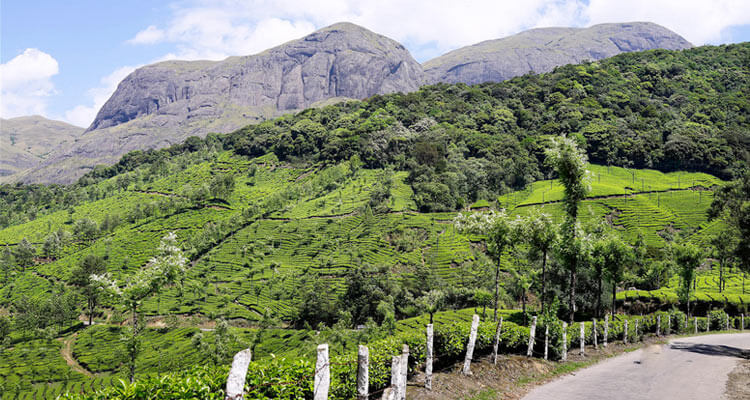 Anamudi Peak Munnar (Timings, History, Entry Fee, Images & Information ...