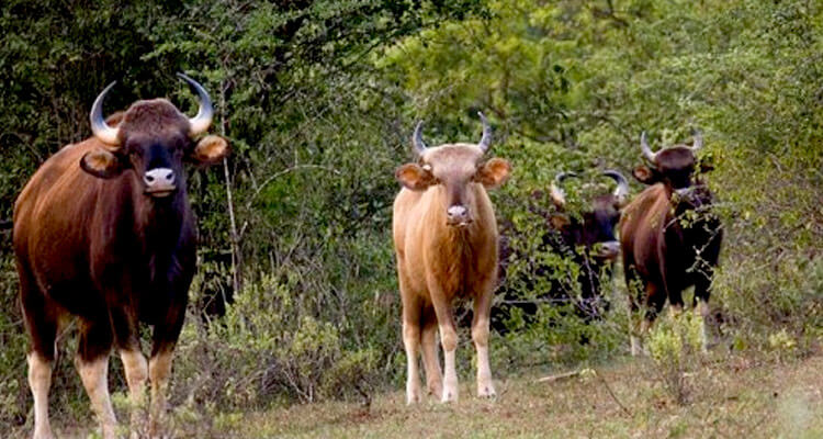 Chinnar Wildlife Sanctuary Munnar (Timings, History, Entry Fee, Images ...