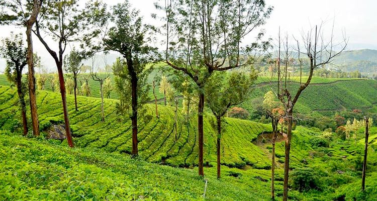 Chithirapuram Munnar (Timings, History, Entry Fee, Images & Information ...