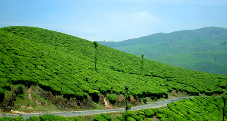 Chithirapuram Munnar (Timings, History, Entry Fee, Images & Information ...