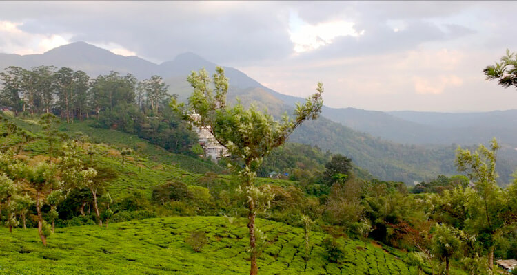 Chithirapuram Munnar (Timings, History, Entry Fee, Images & Information ...