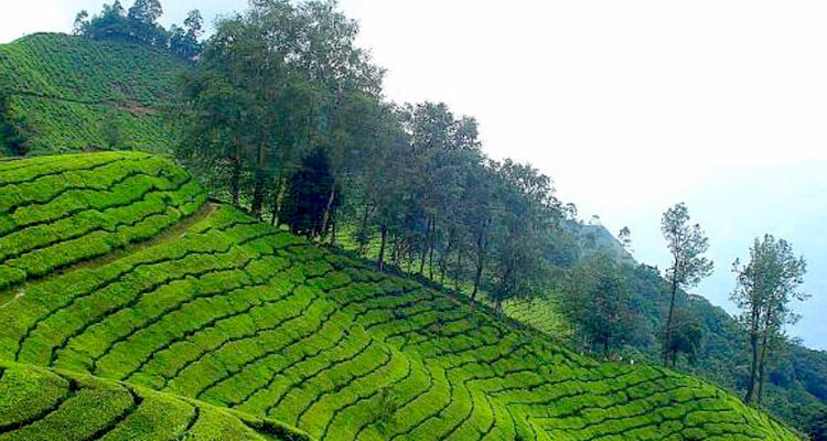 Chithirapuram Munnar (Timings, History, Entry Fee, Images & Information ...