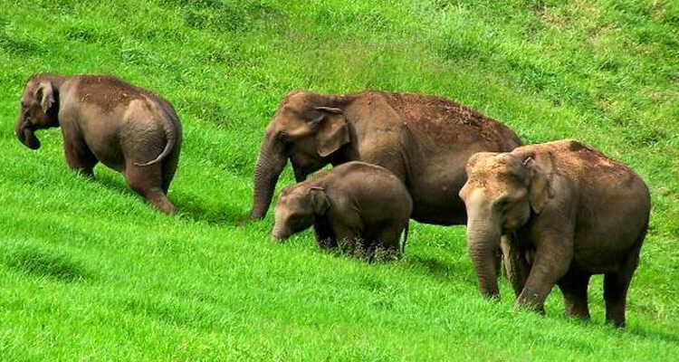 Elephant Arrival Spot Munnar (Timings, History, Entry Fee, Images ...
