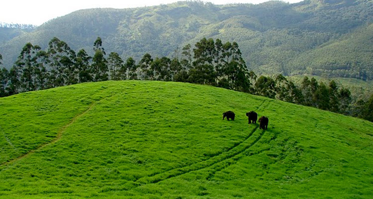 Elephant Arrival Spot Munnar (Timings, History, Entry Fee, Images ...