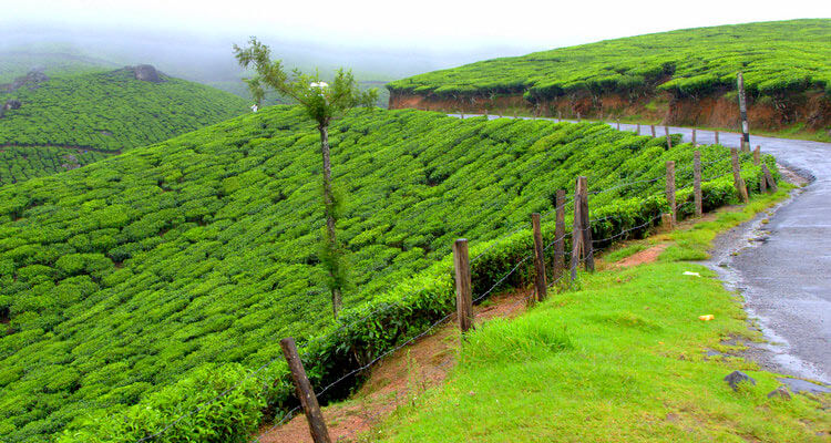 Lockhart / Lockheart Gap Munnar (Entry Fee, Timings, Images & Location ...