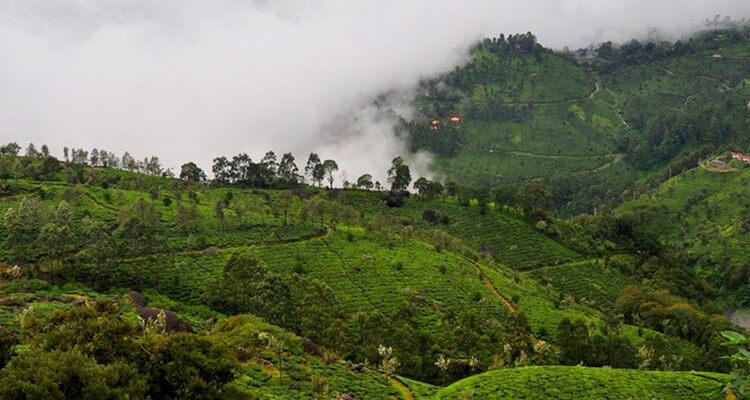 Pothamedu Viewpoint Munnar (Entry Fee, Timings, Images & Location ...