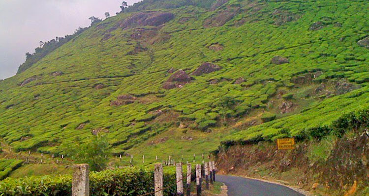Pothamedu Viewpoint Munnar (Entry Fee, Timings, Images & Location ...