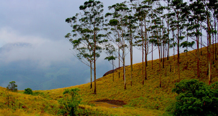 Rajamala Munnar (Timings, History, Entry Fee, Images & Information ...